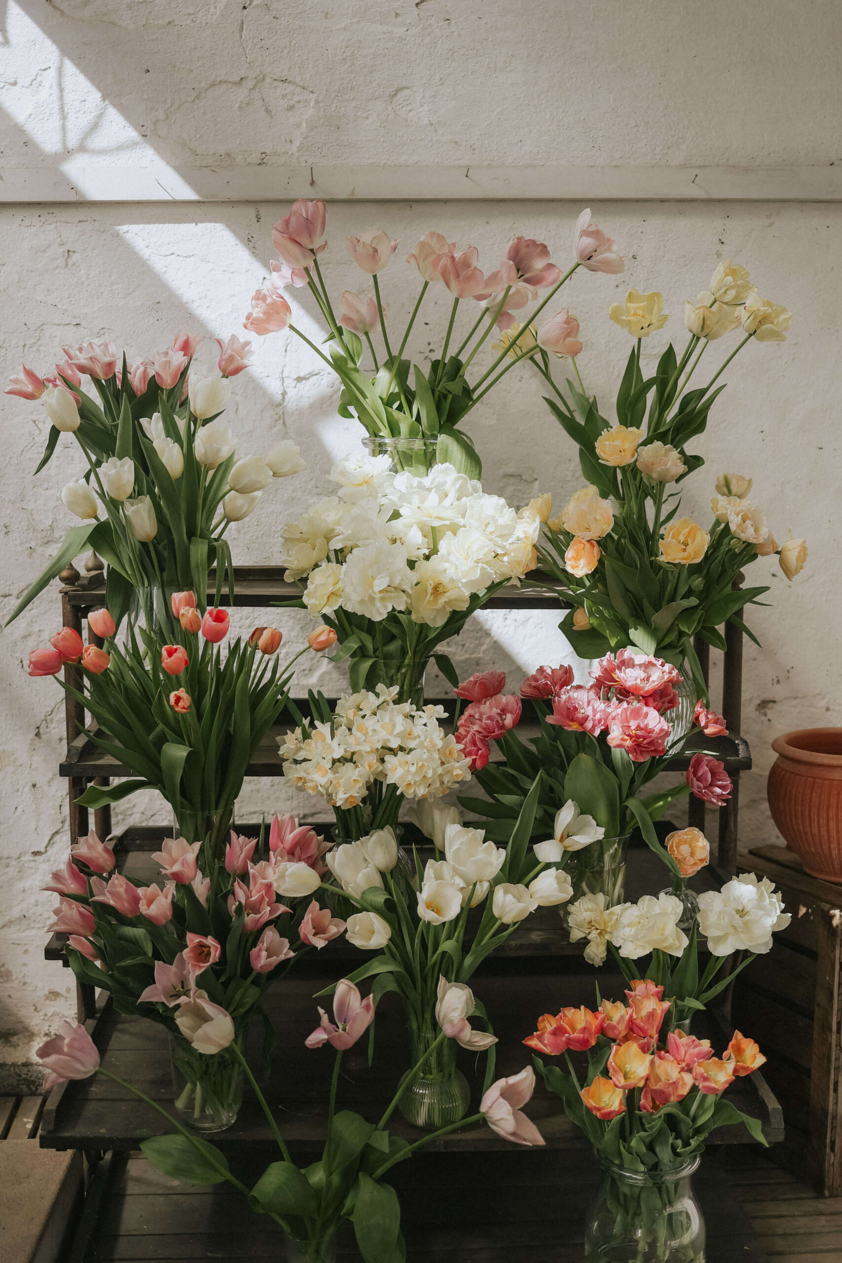 Florea's new arrivals - buy seeds online | FLOREA